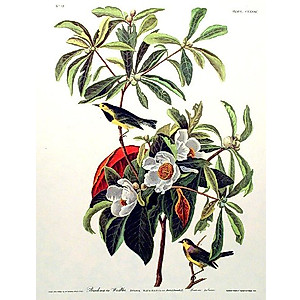 BachmanÆs Warbler. From"The Birds of America" (Amsterdam Edition)
