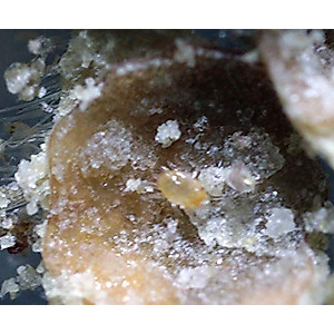 Nature's Good Guys Amblyseius swirskii 25 Sachets with 250 Mites