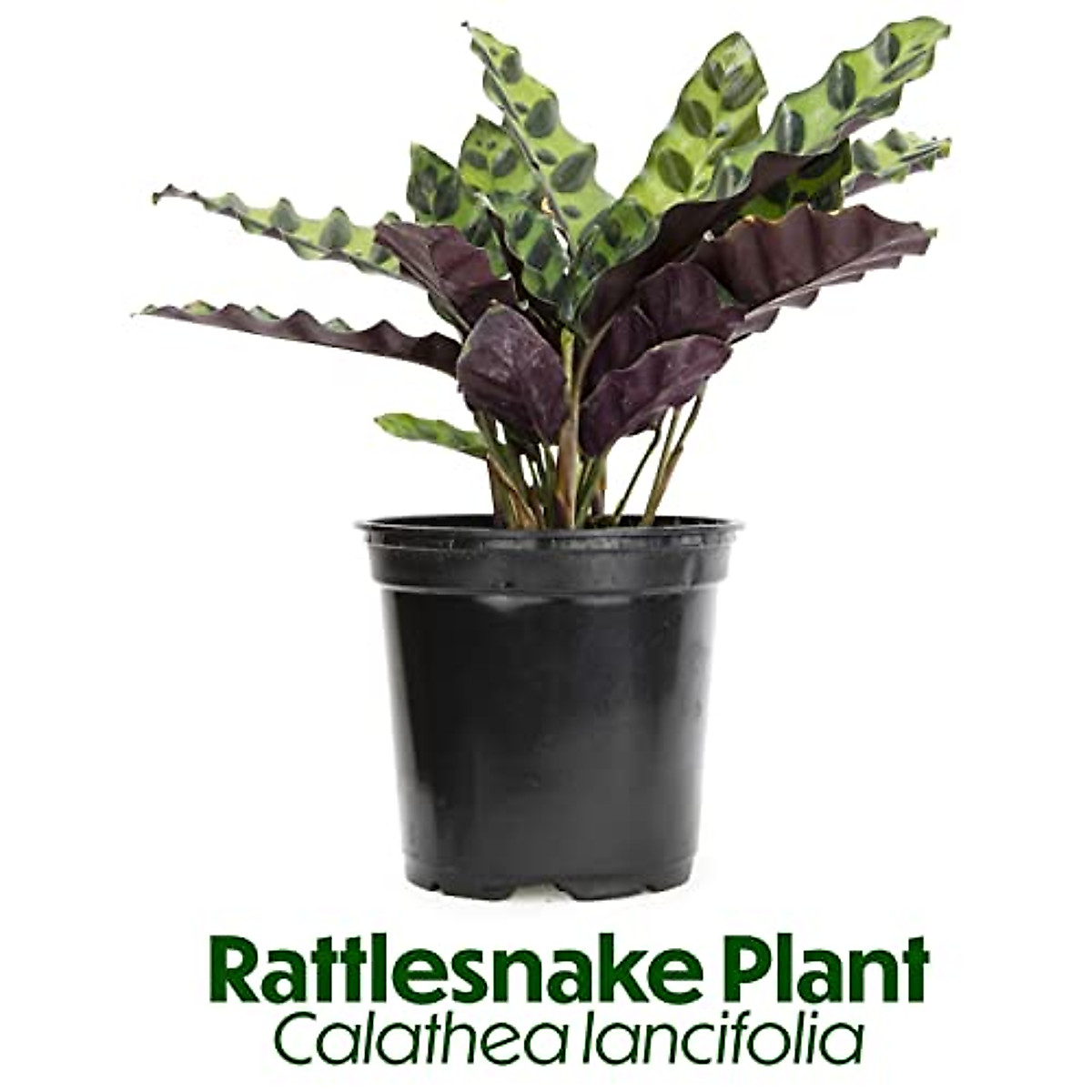 Calathea Plant Live Prayer Plant Live Indoor Plant, Calathea Live Plant Live House Plant Live Plants Indoor, Live Indoor Plants Live Houseplants Live Prayer Plants Live House Plants by Plants for Pets