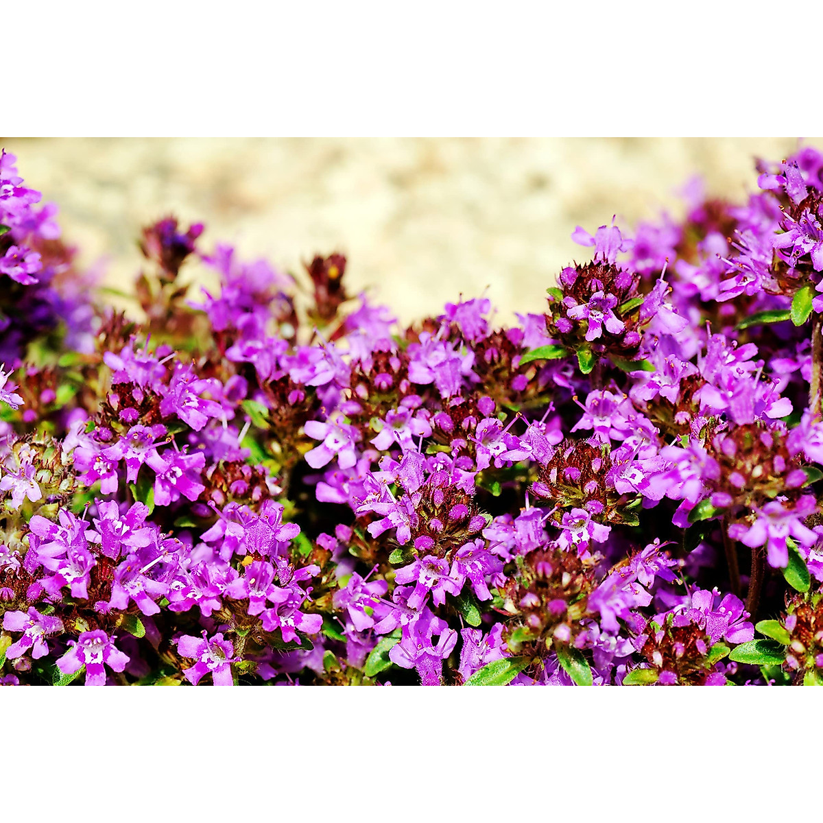 1,000 Creeping Thyme Seeds for Planting - Heirloom Non-GMO Ground Cover Seeds - AKA Breckland Thyme, Mother of Thyme, Wild Thyme, Thymus Serpyllum - Purple Flowers