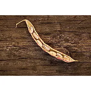 Pinto Bean Plant Seeds, 30+ Heirloom Seeds Per Packet, (Isla's Garden Seeds), Non GMO Seeds, 90% Germination Rate, Botanical Name: Phaseolus vulgaris