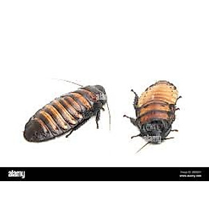 Honeybees100 Madagascar Hissing Cockroach Adult Breeding Pair of (Gromphadorhina portentosa)
