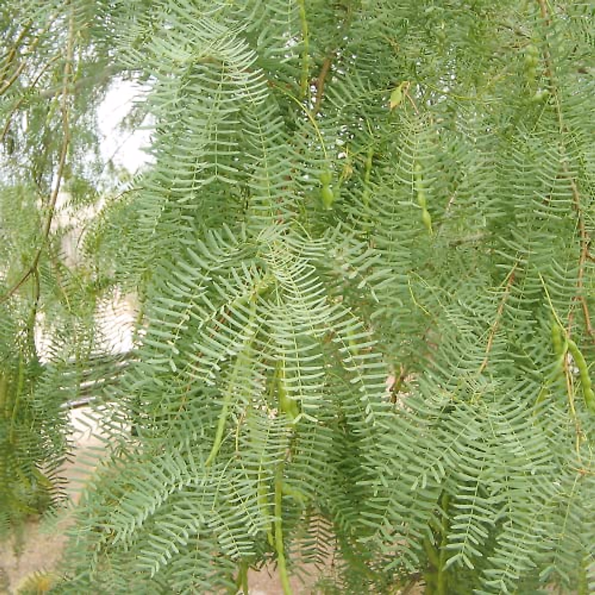 YEGAOL Garden 5Pcs Prosopis Glandulosa Seeds Honey Mesquite,Glandular Mesquite, Algarroba Fragrant Attracts Bees Heat & Drought Tolerant Deer Resistant Courtyard Garden Outdoor