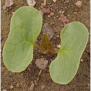 80 Mixed Four O'Clock Seeds - Tender Perennial That Reseeds Easily