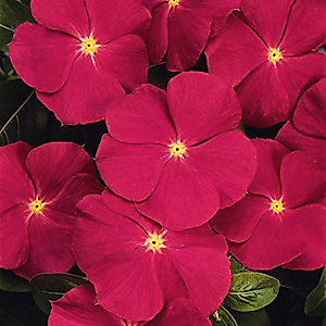 Outsidepride Vinca Periwinkle Rose Garden Flower, Ground Cover, & Container Plants - 2000 Seeds