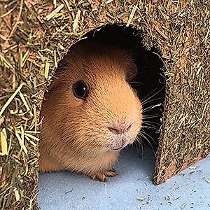 Naturals Edible Carrot Cottage Large 37x25x24cm