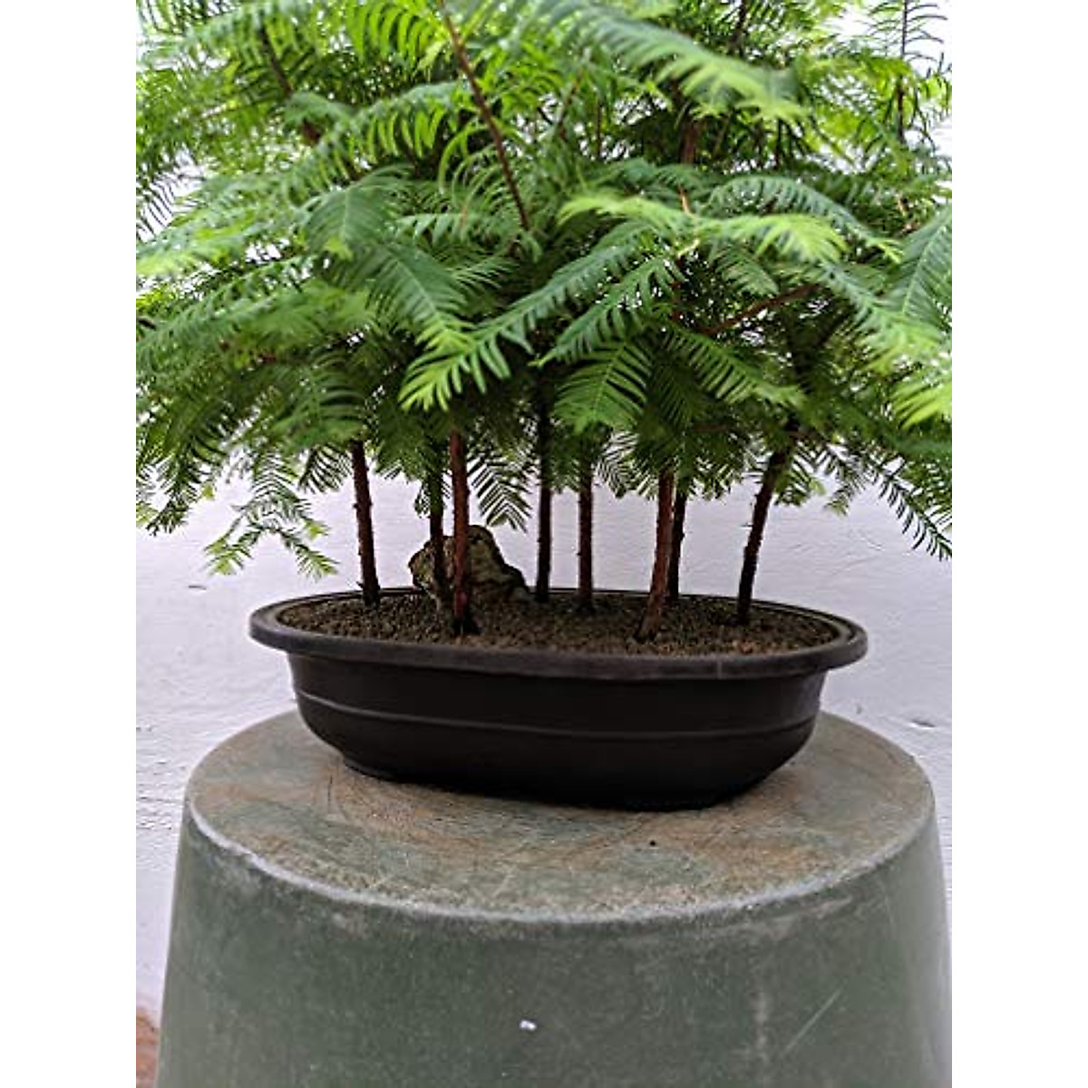 Redwood Forest Specimen Bonsai Tree