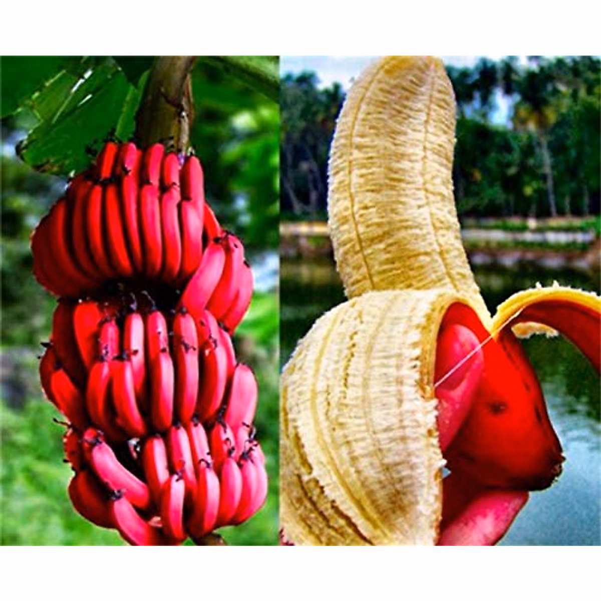 Rare Seeds 100pcs Banana Seeds Red Dwarf Tree Bonsai Fruit Decor Home Gardening Planting