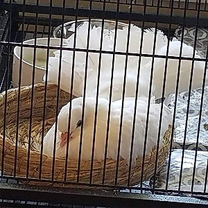 Orgrimmar 2PCS Handmade Woven Flat Base Straw Bird Nest Breeding Nest Hatch House Cage for Dove, Pigeon, Parrot, Rabbits, Hamster, Gerbil Guinea Pig, Chinchillas