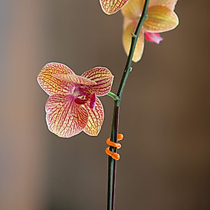 Nite Ize GT3-4PK-31 Original Gear Reusable Rubber Twist Tie 3", 4-Pack, Bright Orange, 4 Count