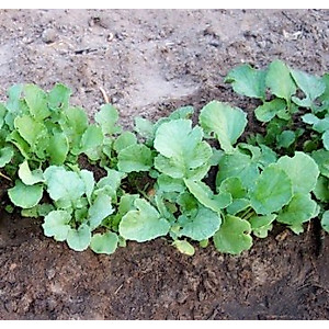 "Sparkler White Tip" Radish Seeds for Planting, 100+ Heirloom Seeds Per Packet, (Isla's Garden Seeds), Non GMO Seeds, Botanical Name: Raphanus sativus, 90% Germination Rate