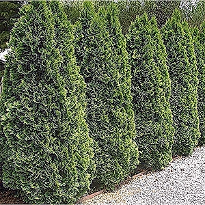 Arborvitae Emerald Green | 3 Live Gallon Size Trees | Thuja Occidentalis Smaragd | Evergreen Privacy Screening Hedge Plants