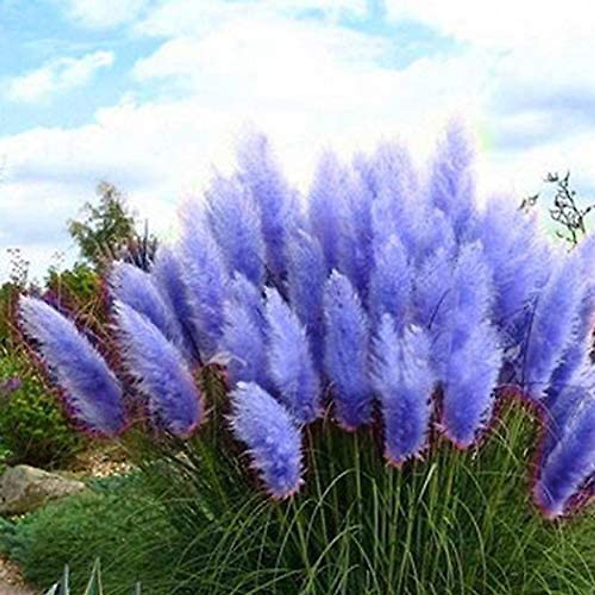 CANHOT Seeds -100Pcs Blue Pampas Grass Cortaderia Selloana Flower Rare Reed Plant Seeds Garden…