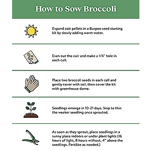 Burpee Sun King Broccoli Seeds 400 seeds