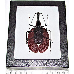 BicBugs Mormolyce phyllodes Real Framed Violin Guitar Banjo Beetle Indonesia