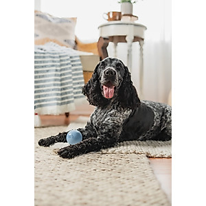 Harry Barker Rubber Balls and Rubber Chew Stick, Rubber Bone for Dogs - 2.5" Rubber Balls - 6 Pack