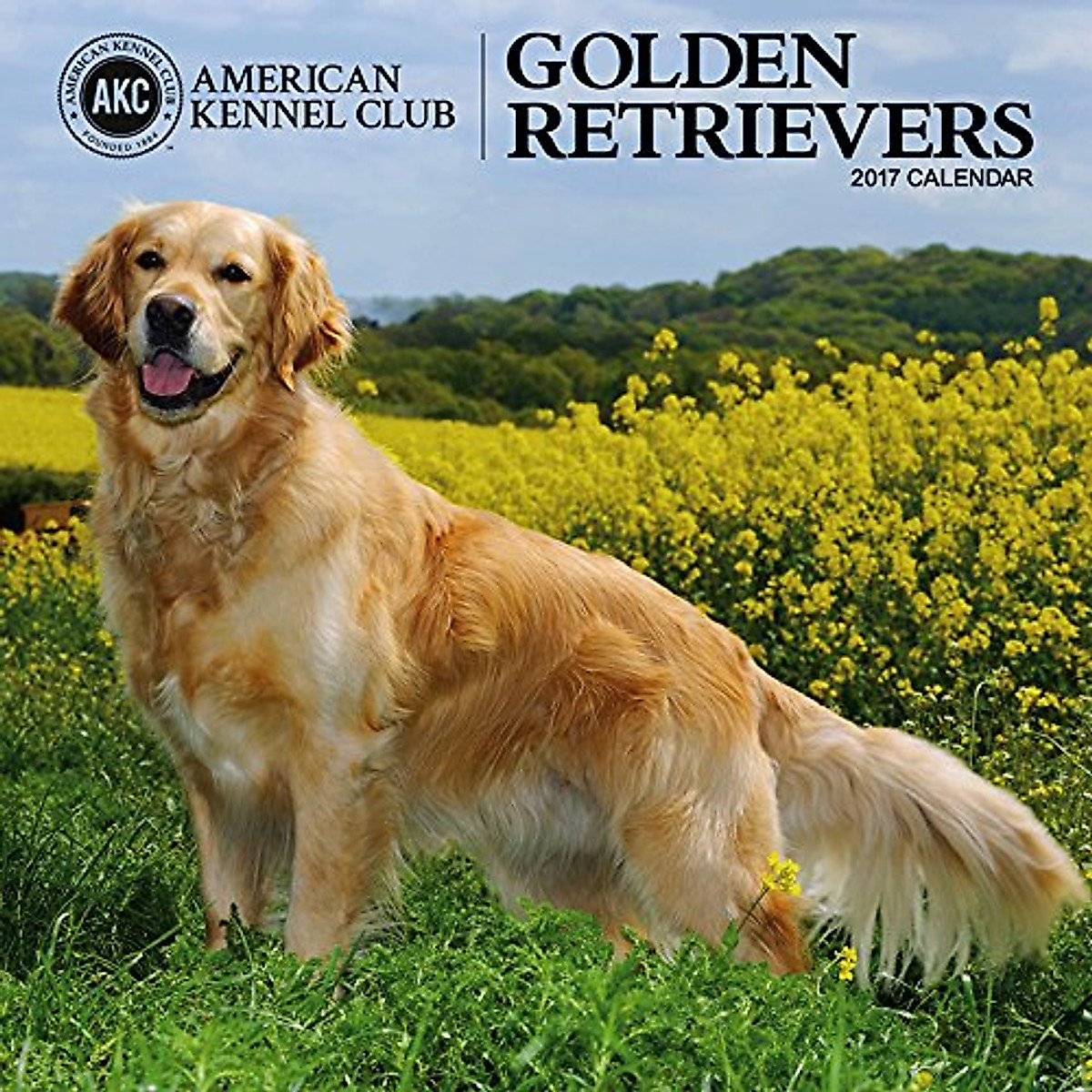 American Kennel Club Golden Retrievers 2017 Wall Calendar