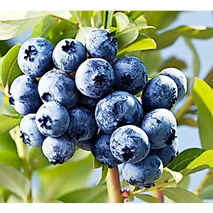 Plantooo 300+ Blueberry Seeds for Planting - Non-GMO - Organic Friut Blueberry Bush Seeds to Plant Garden/Outdoor/Bonsai