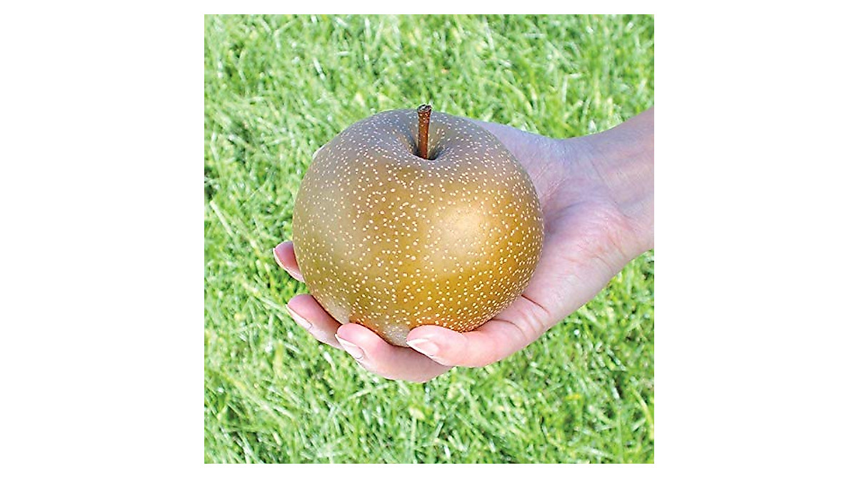 Asian Pear Seeds - Grow Your Own Delicious Fruit Tree Today