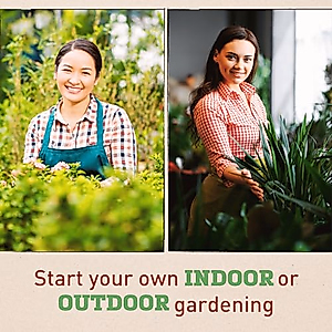 Garden Trends - Pea Seeds - Sugar Sprint Variety - Non-GMO Vegetable for Outdoor Planting Home Garden - Compact Vines - Edible, Stringless Pods - 100 Seeds