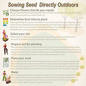 Outsidepride Corsican Ornamental Mini Mint Spreading, Mat Forming Ground Cover Plant Seeds - 25 Pellets