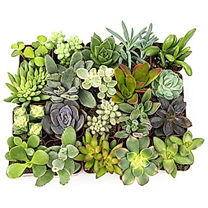 Altman Plants, Live Succulent Plants (20 Pack) Assorted Potted Succulents Plants Live House Plants in Cacti and Succulent Soil Mix, Cactus Plants Live Indoor Plants Live Houseplants in Planter Pots