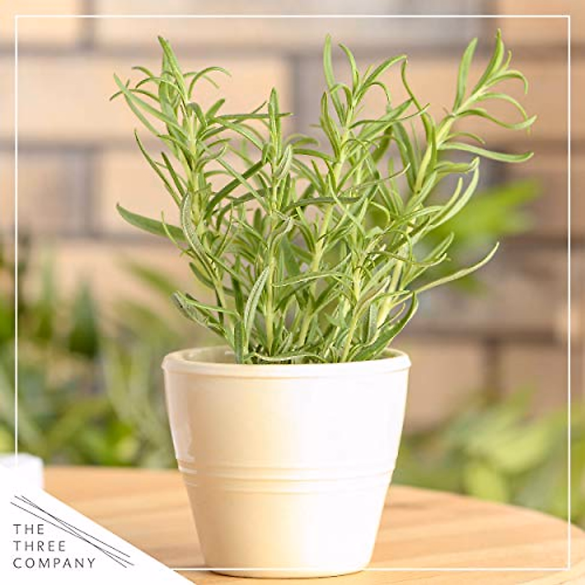 Live Aromatic and Edible Herb - Rosemary (4 Per Pack), Naturally Improves Breathing and Air Quality, 8" Tall by 4" Wide