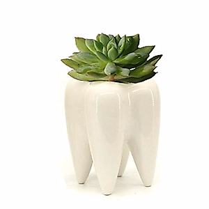 MONMOB Ceramic Tooth Shaped Pen Pencil Toothbrush Holder Pot Succulent Plant Pot Home Office School Dentists Gift (3.9")
