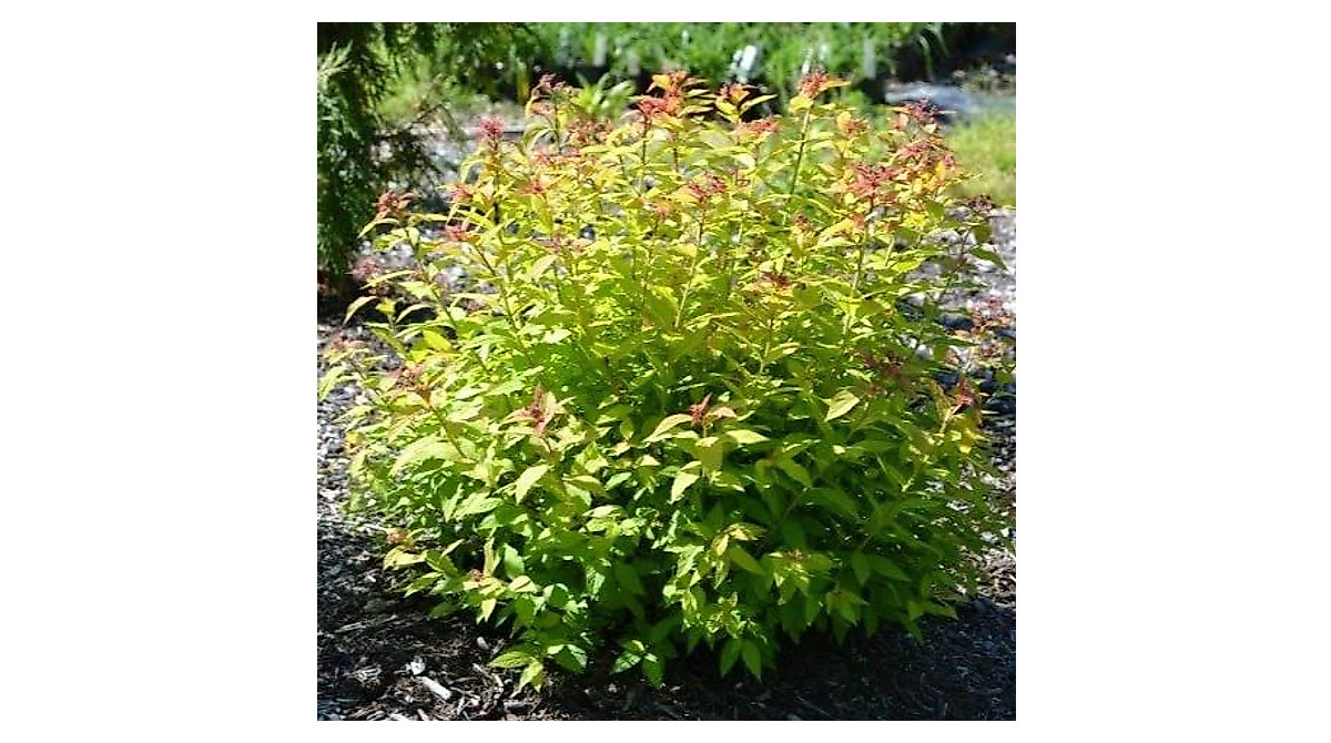 Buy Gold Flame Spirea - 1 Gallon Pot | Fast Growing Shrub