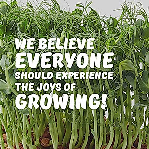 Unique Eggplant Seeds for Planting, Casper White - 1 g 200+ Seeds - Non-GMO, Heirloom Egg Plant Seeds - Home Garden Vegetable White Eggplant Seeds - Sealed in a Beautiful Mylar Package