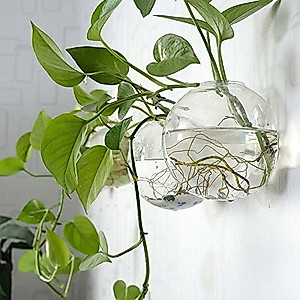 DZHJKIO Pack of 6 Glass Planters Wall Hanging Planters Round Glass Plant Pots Hanging Air Plant Pots Flower Vase Air Plant Terrariums Wall Hanging Plant Container, 12 cm Diameter