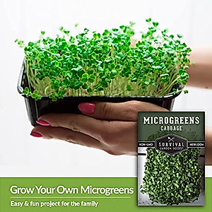 Survival Garden Seeds Cabbage Microgreens for Sprouting and Growing - 2 Packs - Sprout Green Leafy Micro Vegetable Plants Indoors - Grow A Mini Windowsill Garden - Non-GMO Heirloom Variety