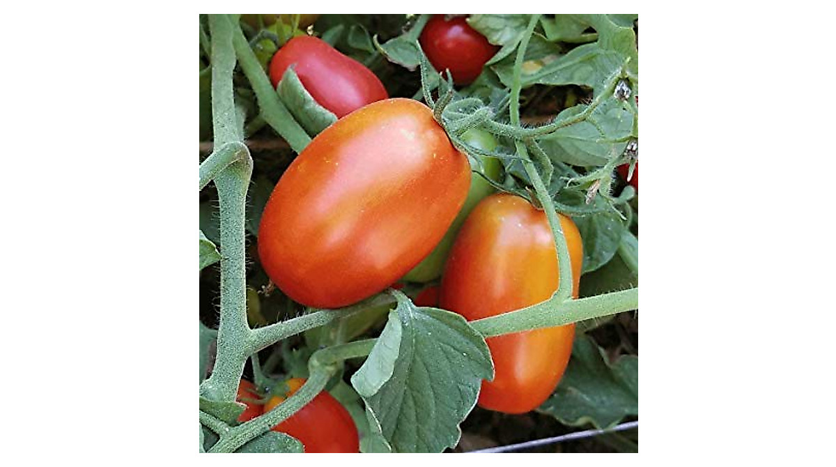 Italian Roma Tomato Seeds - Heirloom & Non-GMO