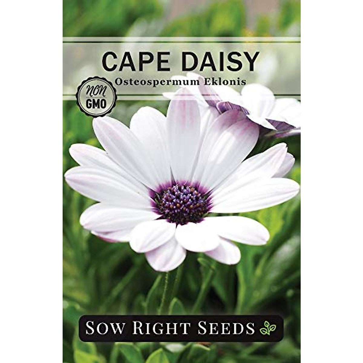 Sow Right Seeds - Daisy Flower Seed Collection for Planting - Attract Pollinators - Beautiful Annual and Perennial Flowers to Plant in Your Home Garden - Non-GMO Heirloom Seeds - Great Gardening Gift