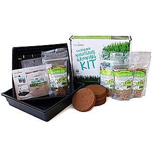 Organic Wheatgrass Growing Starter Kit - Grow & Juice Wheat Grass - Includes Non-GMO, Organic Wheatgrass Seeds - for Healthy Wheatgrass Shots, Home, Garden, and Cat Grass