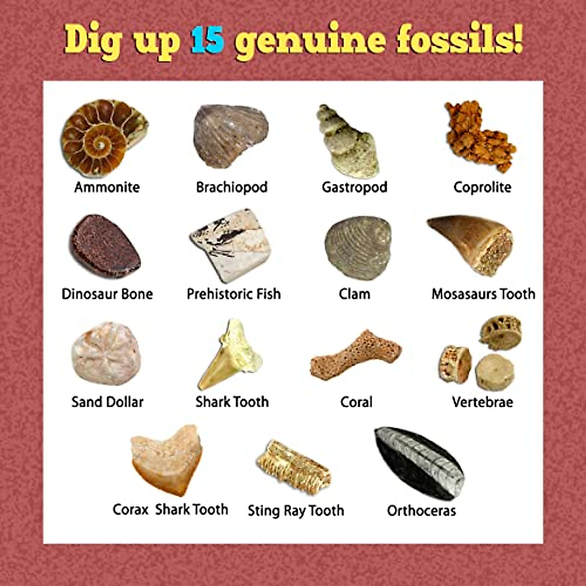 DANCING BEAR Fossil Dig Kit, Excavate 15 Prehistoric Fossils Including Real Dinosaur Bones and Shark Teeth, Paleontology STEM Education for Kids, Fun Science Activity Gift Sets for Girls and Boys