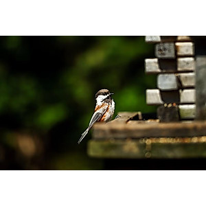 Lightdow 500mm f/7.5 Telephoto Reflex Mirror Lens for Canon EOS Rebel T1i T2i T3 T3i T4i T5 T5i T6 T7 T6i T6s T7i SL1 SL2 30D 40D 50D 60D 70D 77D 80D 1D 5D III IV 5Ds 6D 7D Mark II SLR Digital Cameras