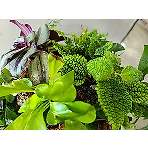 Liqui-Dirt Nano Powder All-Purpose Organic Complete Plant Food -18 Balanced Super Foods Blend of Vitamins Minerals Micro-Fungi and Bio-Organisms (1 Gallon)