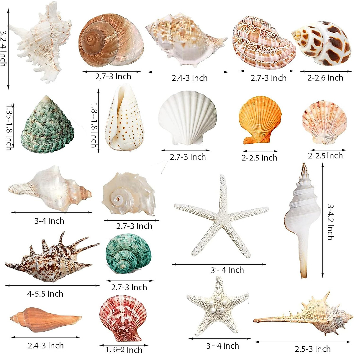 JQAQJU Sea Shells Mixed Beach Seashells 20 Kinds, 1.5"-5.5" Various Sizes Large Ocean Shells Conch 2 Kinds Natural Starfish for Decorating Beach Theme Party Fish Tank Filling Home Decor Wedding