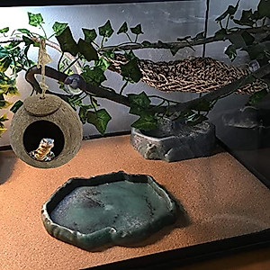 MUYG Crested Gecko Coconut Hut,Leopard Gecko Natural Coco Shell Den Reptiles Habitat Durable Hanging Cave Hideouts Plants Climbing Decoration for Amphibians and Small Animals(4 Pcs)