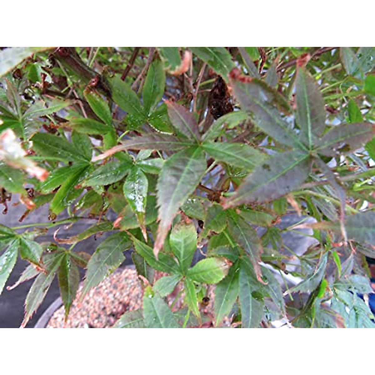 51 Year Old Rhode Island Red Japanese Maple Bonsai Tree