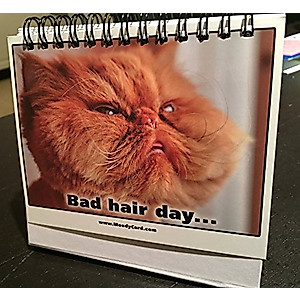 Moodycards Office Gift For Cat Lovers Make Everyone Laugh with These Adorable and Hilarious Cat memes - Let The Kittys Tell Everyone How You Feel! A Terrific Office Gift! 25 Different Moods