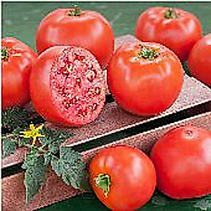 Goliath Tomato (Original) Seeds (20+ Seeds) | Non GMO | Vegetable Fruit Herb Flower Seeds for Planting | Home Garden Greenhouse Pack