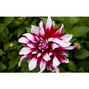 Rare Beautiful Perennial Mixing Color Dahlia Flowers Seeds 100PCS