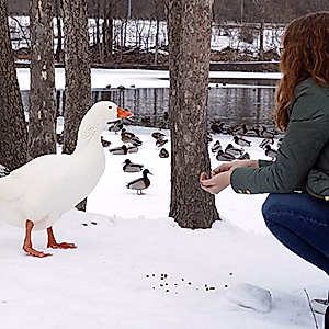 Natural Waterscapes Waterfowl Feed 20 lb Bag | Floating Pellets for Duck, Swan, Goose | for Wild and Pet Ducks