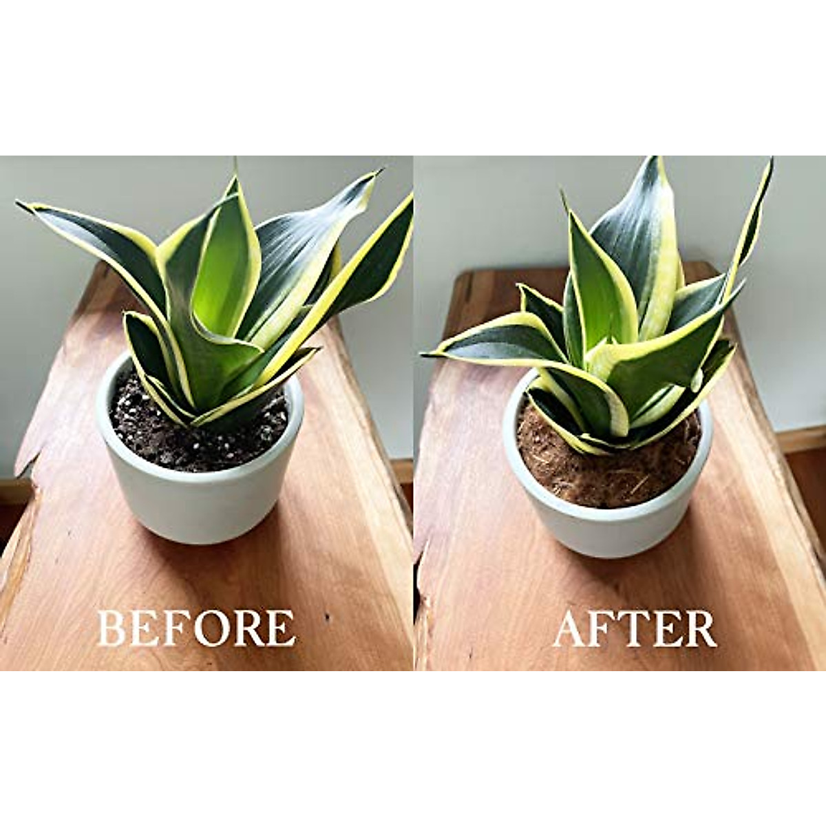 Urban Thumb & Co Ultra Fine Garden Plant Mulch - Top Cover for Indoor / Outdoor Potted House Plants - Compact Size, Potting Mix for Urban Plant Lovers- 3.25 Quarts