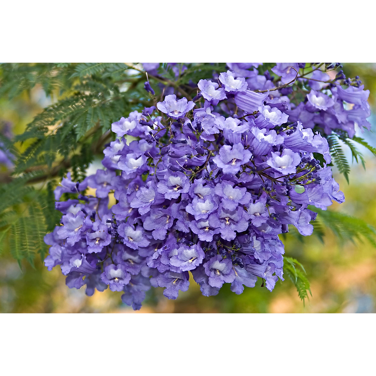 50 Blue Jacaranda Tree Seeds - Stunning Flowering Tree - Made in USA, Ships from Iowa
