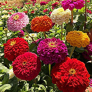 150+ Mixed Double Zinnia Seeds Flower Garden Big Bright Beautiful Variety Butterfly