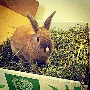 Small Pet Select 3rd Cutting "Super Soft" Timothy Hay Pet Food, 20 Lb.