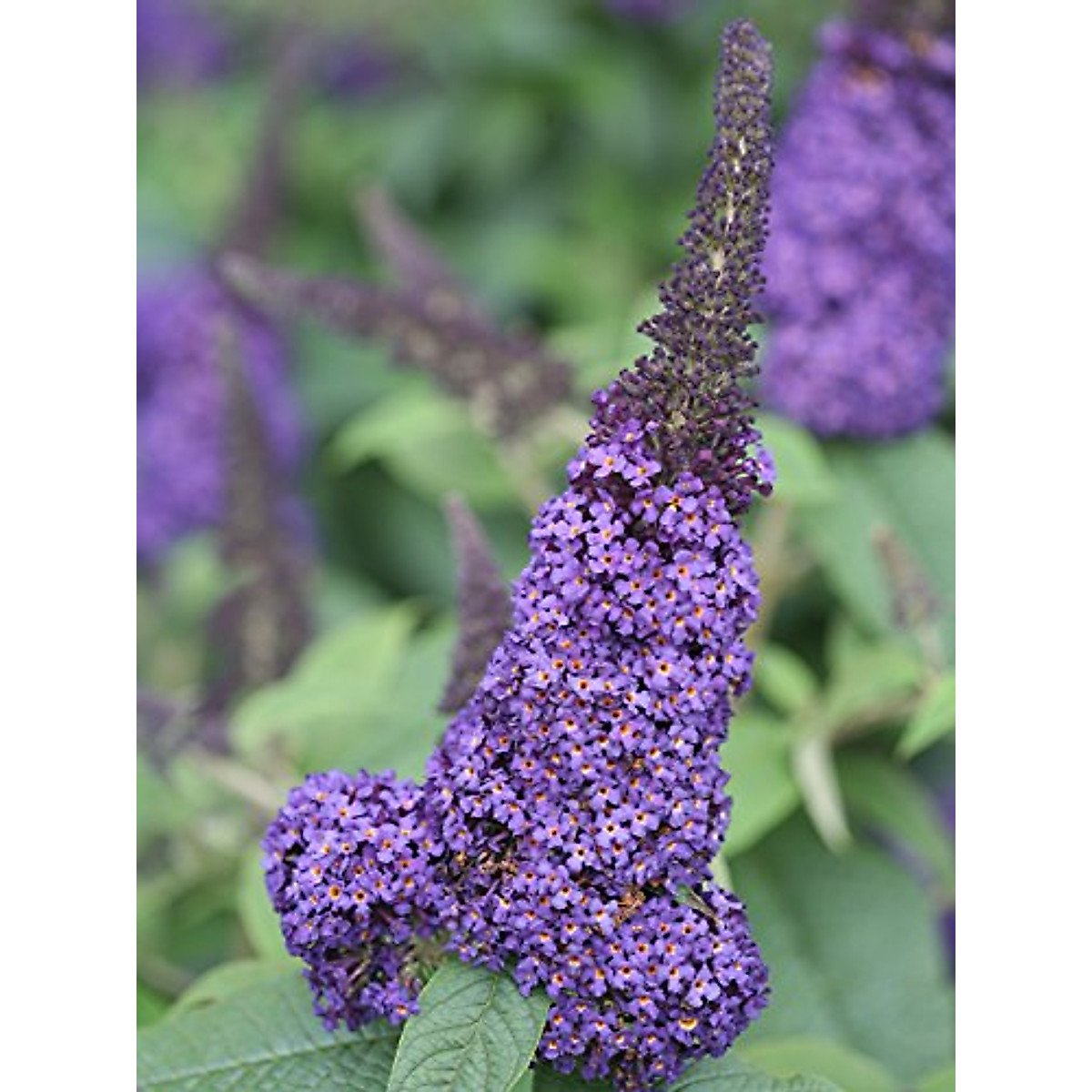 Pugster Blue Butterfly Bush (Buddleia) Live Shrub, Blue Flowers, 1 Gallon